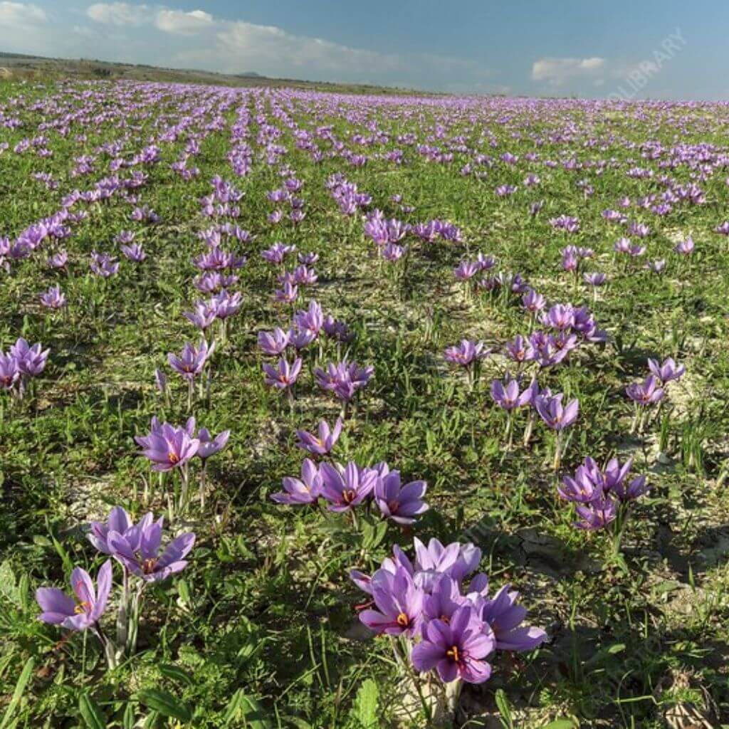 What Is Saffron / Kesar: Health benefits, nutrition, and how to use it